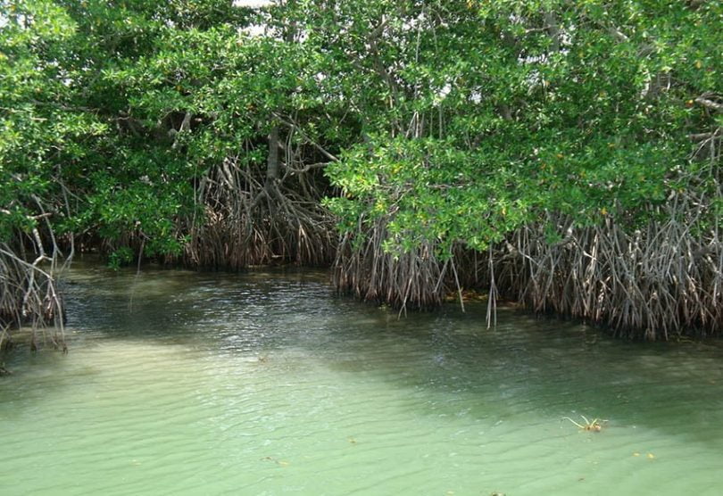PANTANOS: FORMACION, CARACTERISTICAS Y TIPOS - TÉRMINOS Y DEFINICIONES
