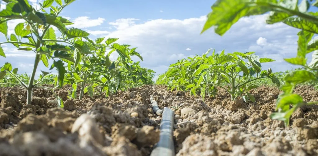 Tipos De Riego Agricola Italia: Nuevo Sistema De Riego Para Cultivos